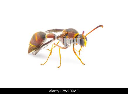Smiths potter wasp - Eumenes smithii - isolated on white background ...