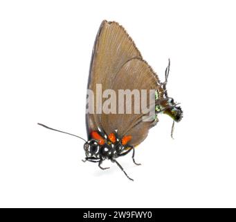 great purple hairstreak - Atlides halesus - or great blue hairstreak ...