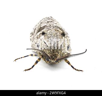 carpenterworm moth or locust borer, is a moth of the family Cossidae ...