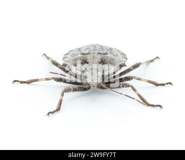 grey rough or four humped stink bug - Brochymena arborea - front face ...