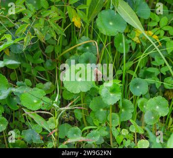 Closeup of invasive Water pennywort in Jonkersvaart neighborhood in ...