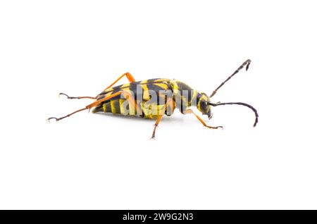 Zebra Longhorn Beetle - Typocerus zebra - black and yellow with red ...