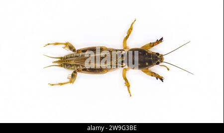 Southern mole cricket - Scapteriscus or Neoscapteriscus borellii - side ...