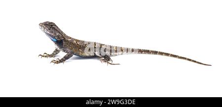 Male eastern fence lizard or swift -Sceloporus undulatus - isolated on ...