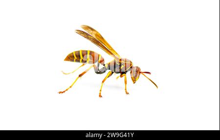 Hunter's Little Paper Wasp (Polistes dorsalis Stock Photo - Alamy