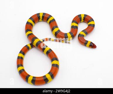 Scarlet Kingsnake (Lampropeltis elapsoides) from Walton County, Florida ...
