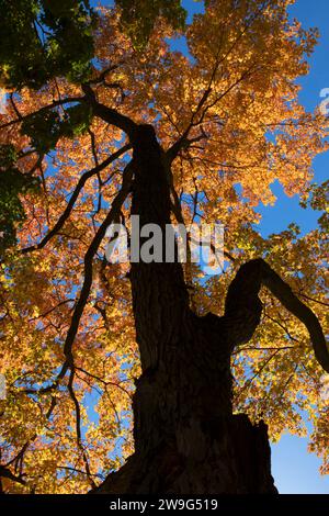Sugar maple fall foliage, Wolcott Park, West Hartford, Connecticut ...