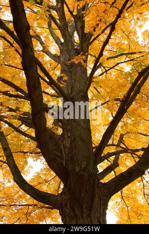 Sugar maple fall foliage, AW Stanley Park, New Britain, Connecticut ...