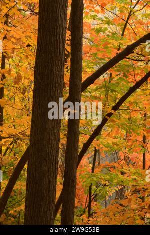 Forest fall foliage, AW Stanley Park, New Britain, Connecticut Stock ...