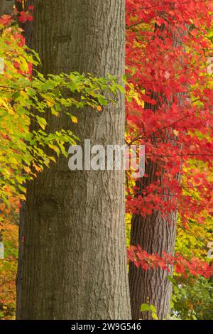 Forest fall foliage, West Hartford, Connecticut Stock Photo - Alamy