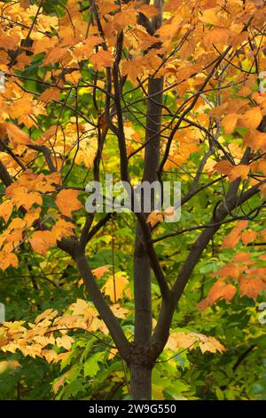 Forest fall foliage, West Hartford, Connecticut Stock Photo - Alamy