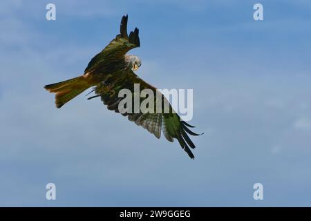 A red kite soaring through a clear blue sky, its wings spread wide ...