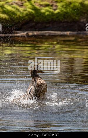 A duck and her ducklings swim in the National Reflecting Pool in ...