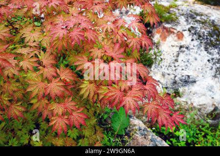 Pink foliage of the weeping Laceleaf Japanese Maple tree (Acer palmatum ...