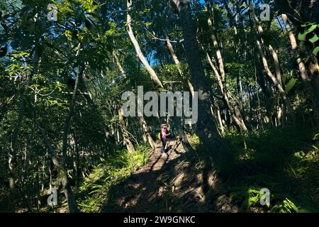 Walking through the forest on the Lushui Wenshan Trail, Taroko National ...