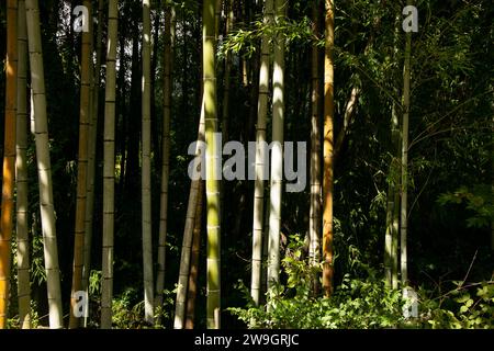 Colorful bamboo forest on the Nakasendo route in the Kiso Valley in ...