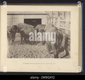 Bizons bij het Smithsonian Institution in Washington D.C.; The American ...