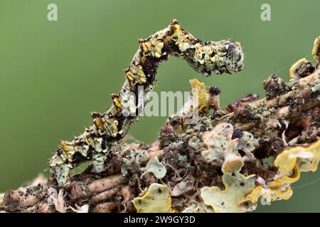 Brussels Lace Moth caterpillar (Cleorodes lichenaria) on lichen covered ...