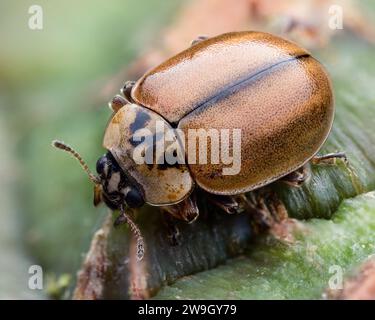 Larch Ladybird (Aphidecta obliterata) on underside of leaf. Tipperary ...