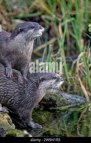 Eurasian Otter (Lutra lutra) on the banks of Brahmaputra river inside ...