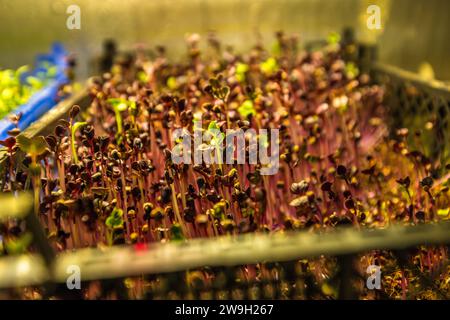The microgreenery of Xara Lodge in Rabat, Malta Stock Photo - Alamy