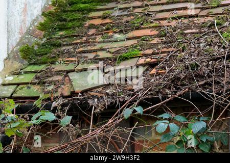 Derelict building roof tiles and battens moss covered loose and missing ...