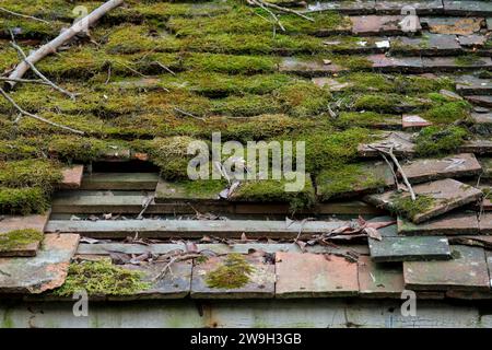 Derelict building roof tiles and battens moss covered loose and missing ...