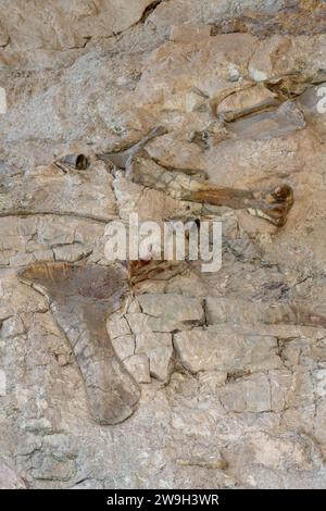 Partially-excavated dinosaur bones on the Wall of Bones in the Quarry ...