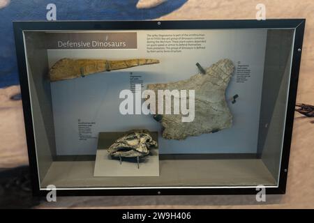 Tail spike & back plate of a Stegosaurus stenops in the Quarry Exhibit ...