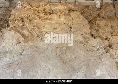 Partially-excavated stegosaurus dinosaur bones on the Wall of Bones in ...