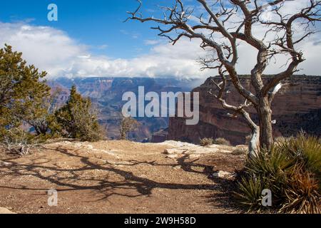 A dead pinyon pine snag on the rim of the canyon in Grand Canyon ...