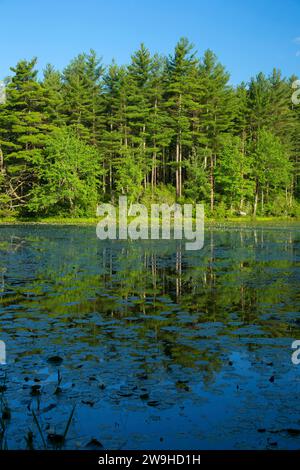 Breakneck Pond along Nipmuck Trail, Nipmuck State Forest, Connecticut ...
