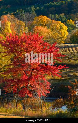 Pope Riddle House with autumn sugar maple (Acer saccharum), Hill-Stead ...