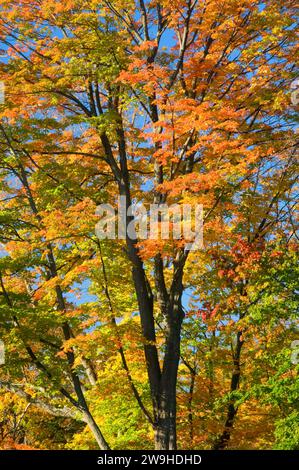 Autumn sugar maple, Hill-Stead Museum, Farmington, Connecticut Stock ...