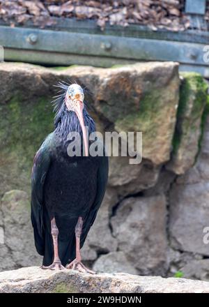 Majestic Geronticus eremita, a symbol of conservation, graces ancient ...