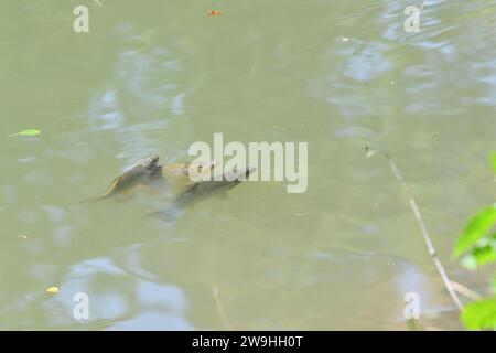 River carp hunt for food above the surface of the pond Stock Photo - Alamy