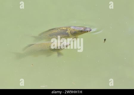 River carp hunt for food above the surface of the pond Stock Photo - Alamy