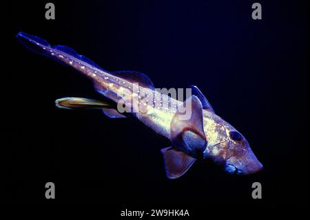 Spotted rattfish (Hydrolagus colliei) is a cartilaginous fish native to ...