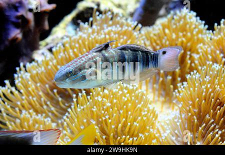 Sleeper banded goby (Amblygobius phalaena) is a marine fish native to ...