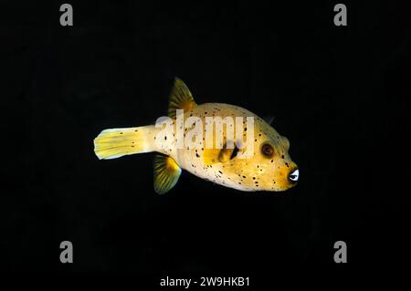 Yellow Arothron meleagris, golden puffer guineafowl puffer fish ...