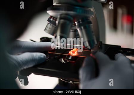 Researcher putting glass slide with piece of meat under microscope lens ...