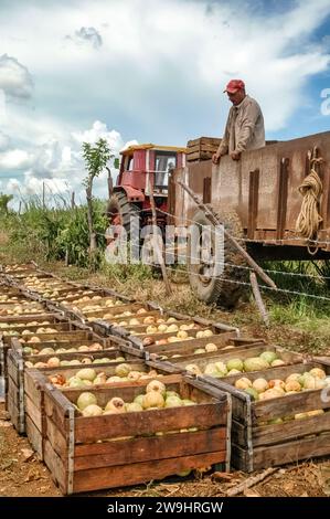 Cuban people collect guava in a farm Stock Photo - Alamy