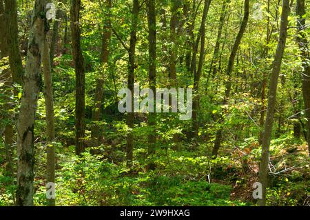 Forest along Mattabesett Trail, Cockaponset State Forest, Connecticut ...