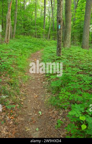 Cockaponset Trail, Cockaponset State Forest, Connecticut Stock Photo ...