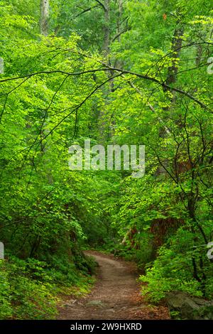 Laurel Trail, Devils Den Preserve, Connecticut Stock Photo - Alamy