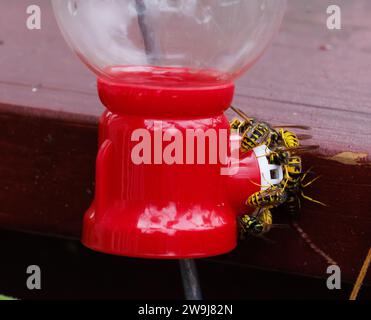 Close up of Yellow Jackets crawling and feeding on a hummingbird feeder ...
