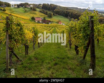 Vineyards in autumn, near Kloech, panoramic view, south-eastern Styrian ...