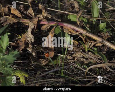 Ladybugs on a dry branch of a tree. Small red insects on dry plant ...
