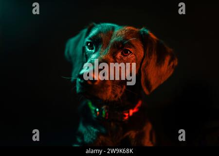 A black dog in colorful lights Stock Photo - Alamy