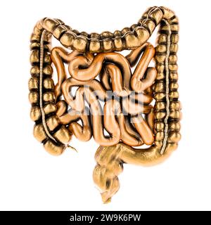 3d illustration of golden human intestine. Large and small intestine ...